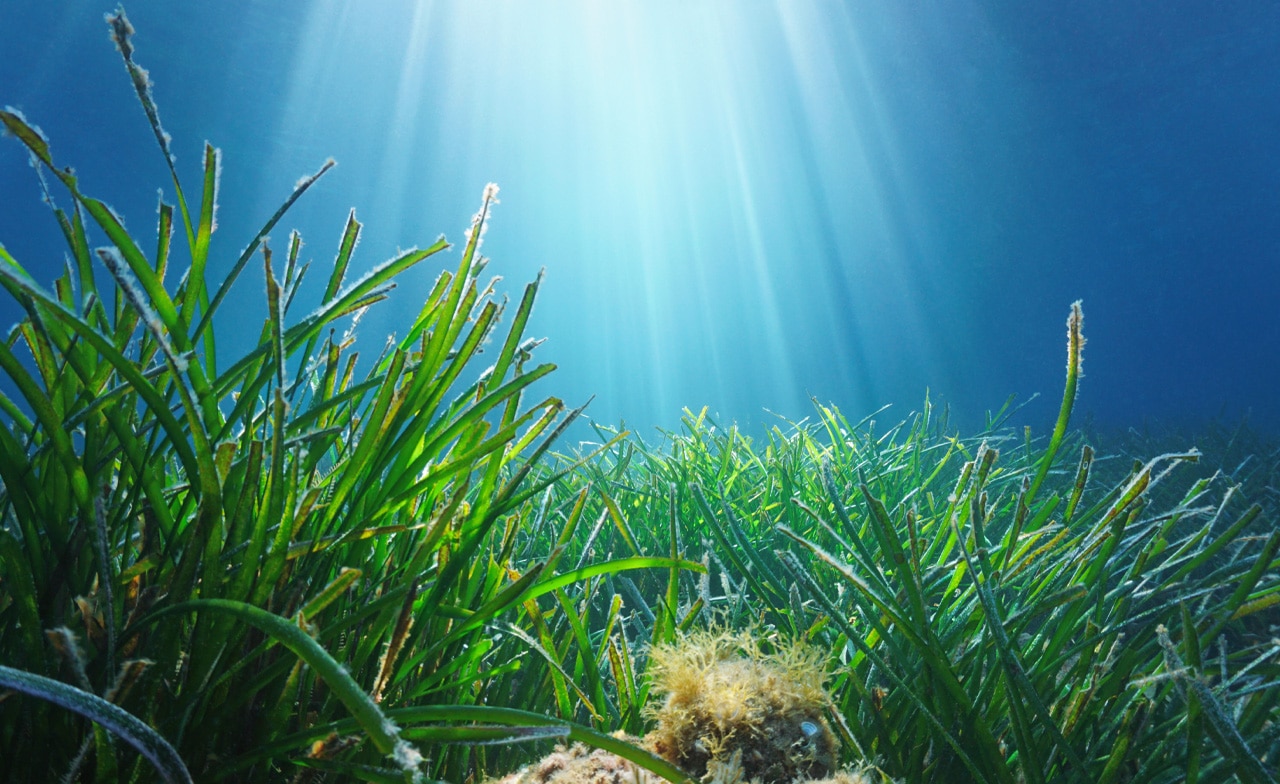 CGI y Project Seagrass lanzan un nuevo algoritmo de código abierto para ayudar a mitigar el ...