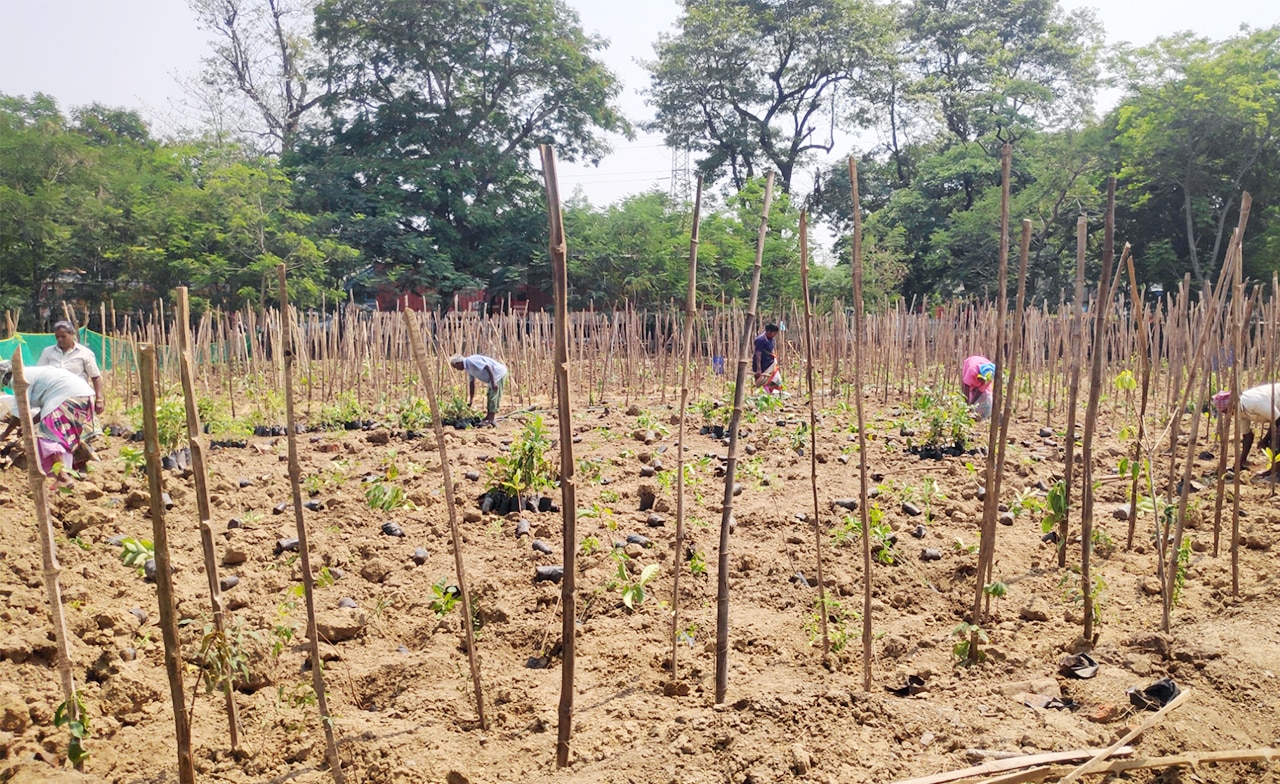 Restoring biodiversity through afforestation and digital monitoring of ...