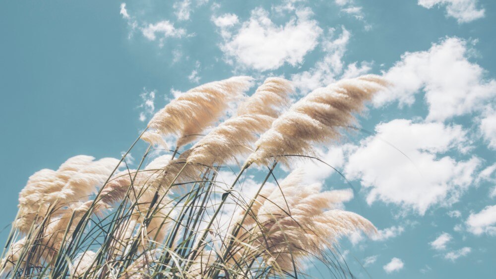 CGI Status Premium | CGI FI