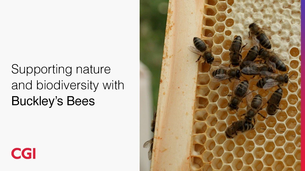 Supporting nature and biodiversity with Buckley’s Bees | CGI UK