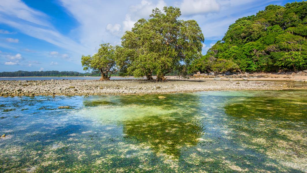 Conserving vital ecosystems with Project Seagrass | CGI UK